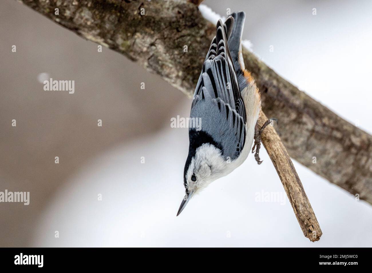 (Ottawa, Canada---27 January 2023) White-breasted nuthatch at the Mer ...