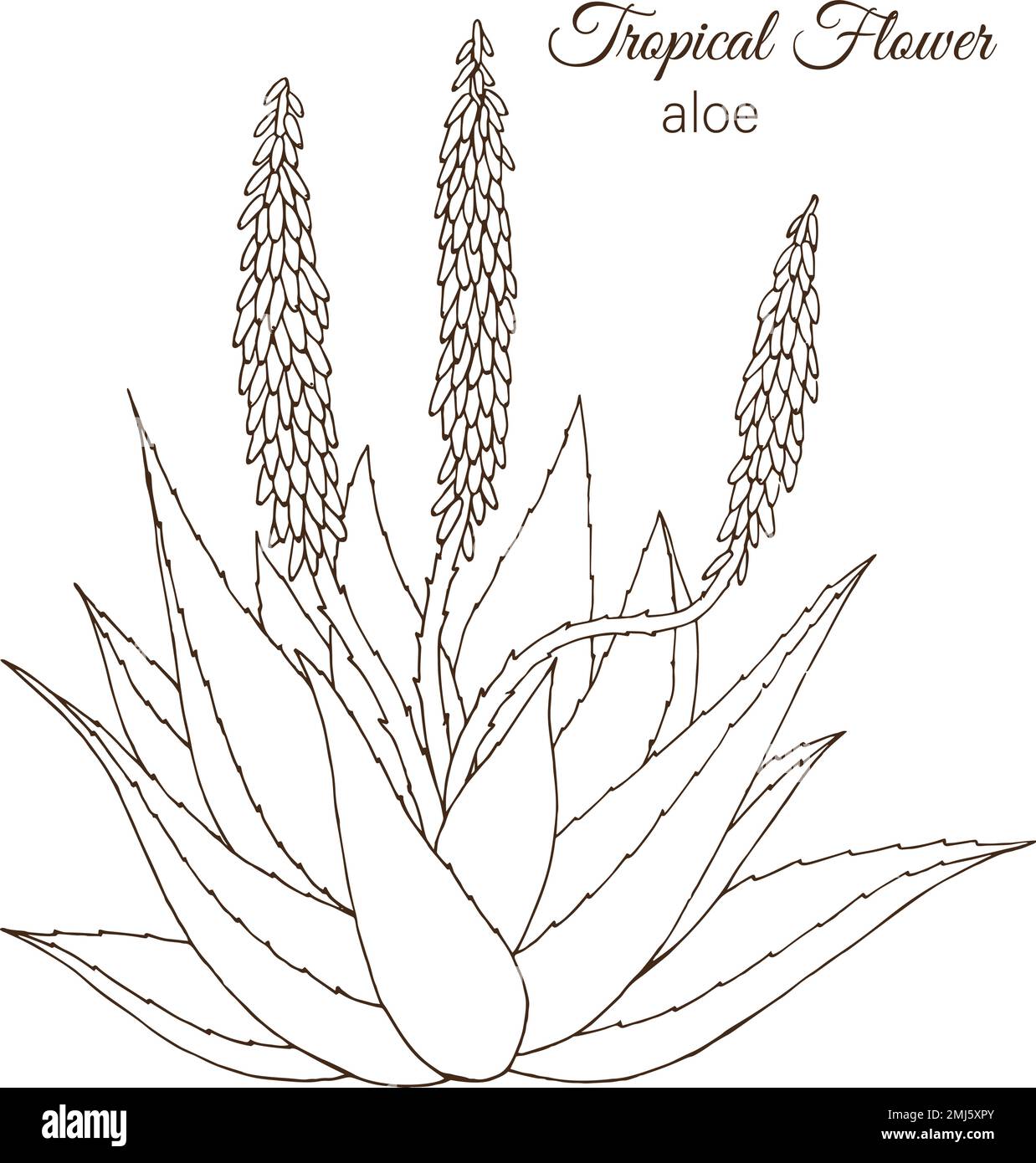 Vector illustration of tropical flower isolated on white background ...