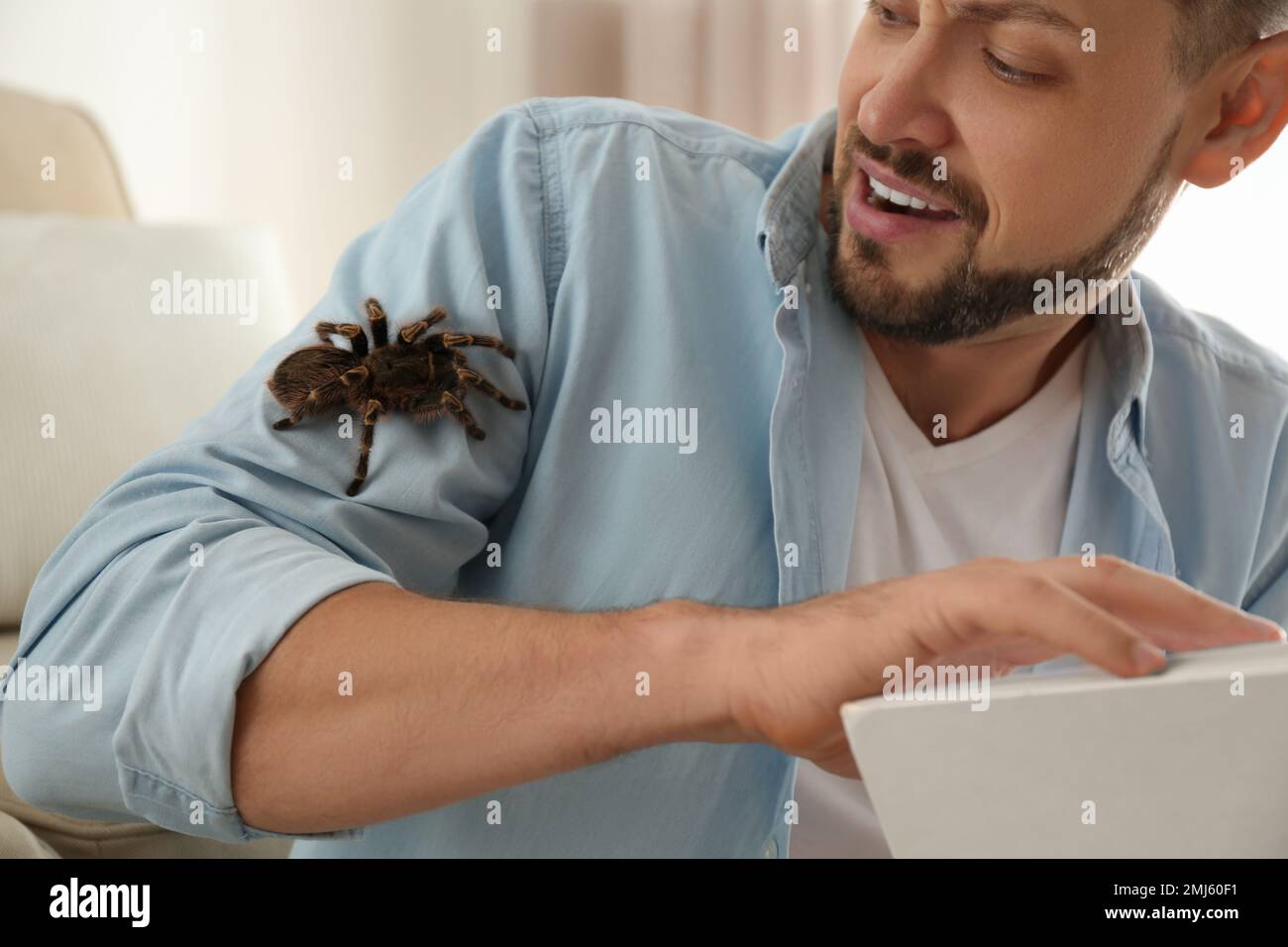 Scared man with tarantula at home, closeup. Arachnophobia (fear of ...