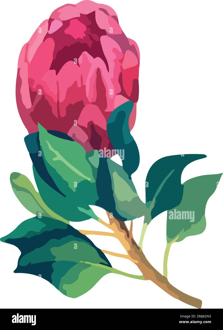 Set realistic vector illustration of protea flowers. Tropical king ...