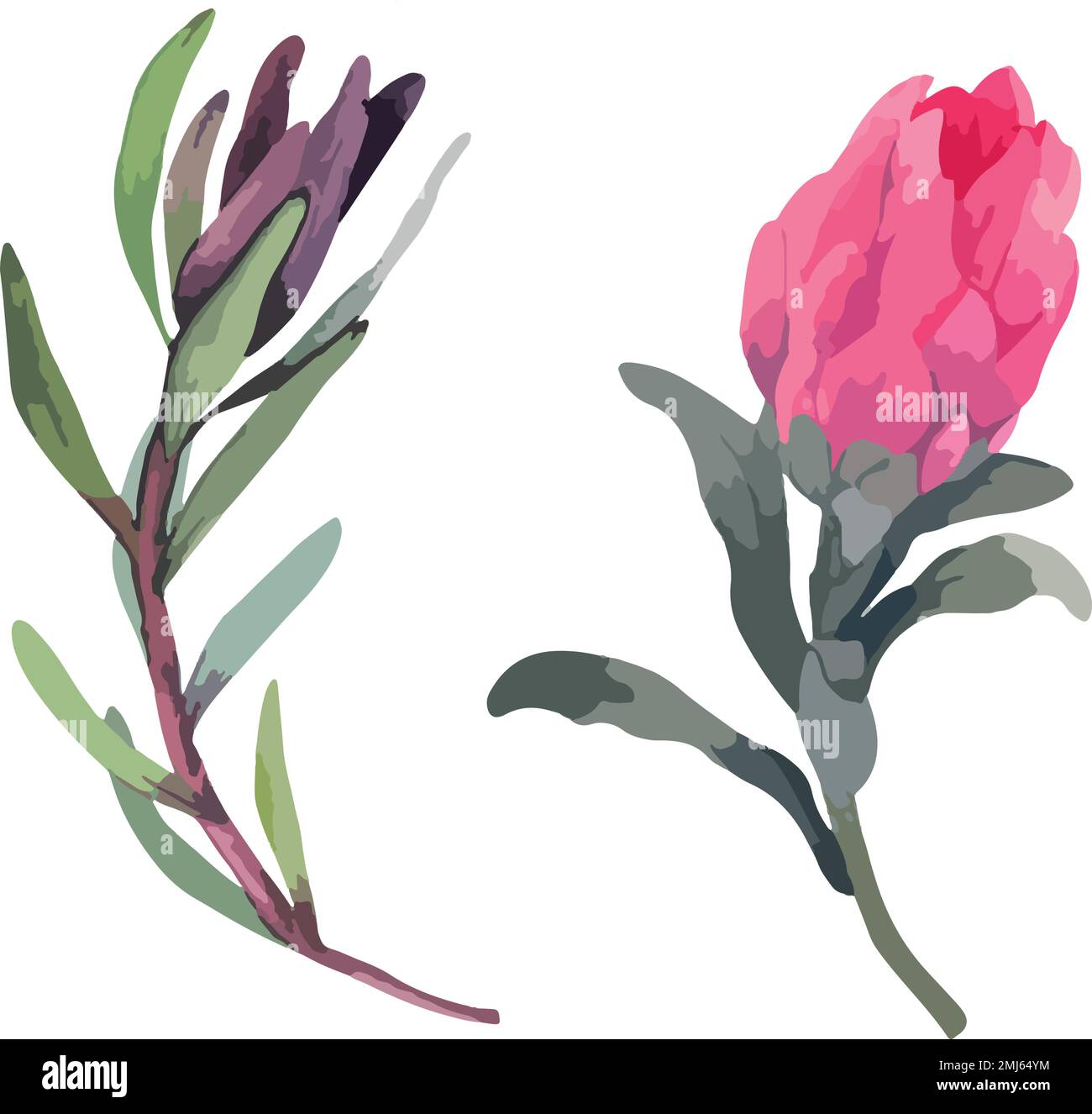 Set realistic vector illustration of protea flowers. Tropical king ...