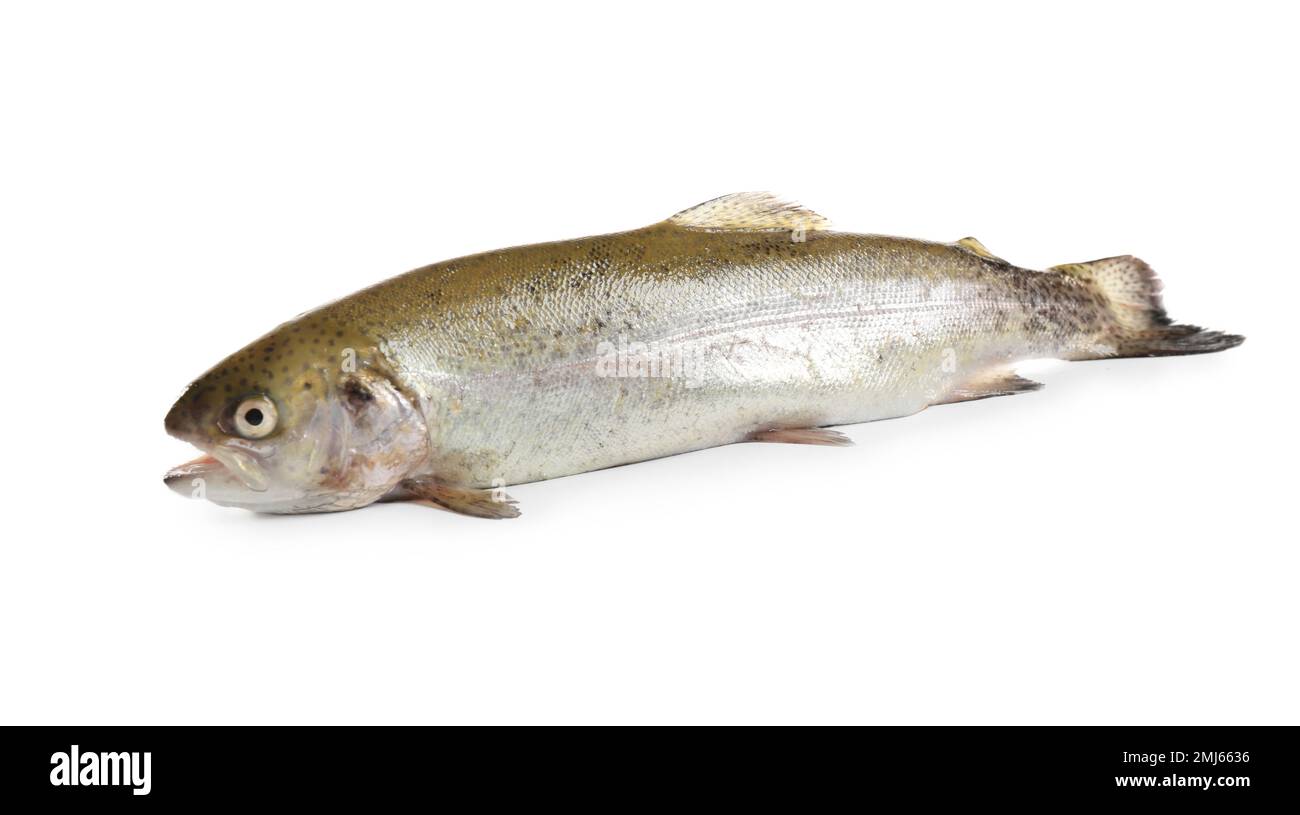 Cutthroat trout hi-res stock photography and images - Alamy