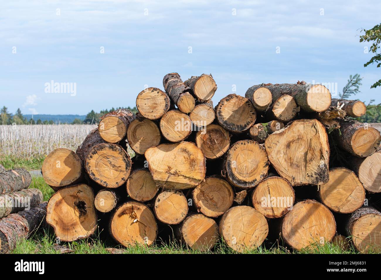 Stacked spruce logs in a closeup Stock Photo - Alamy