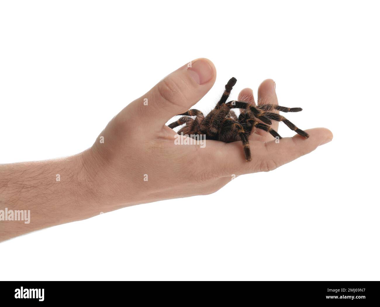 Man holding striped knee tarantula on white background, closeup Stock ...