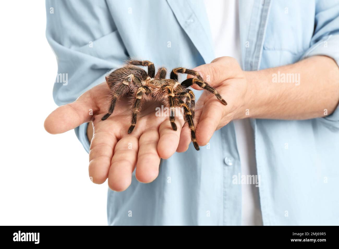 Man holding striped knee tarantula on white background, closeup Stock ...