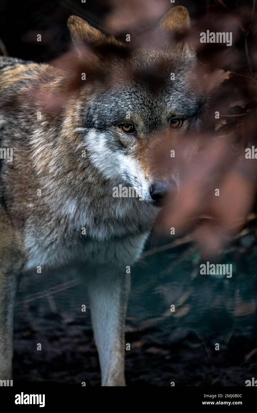 Menacing wolf hi-res stock photography and images - Alamy