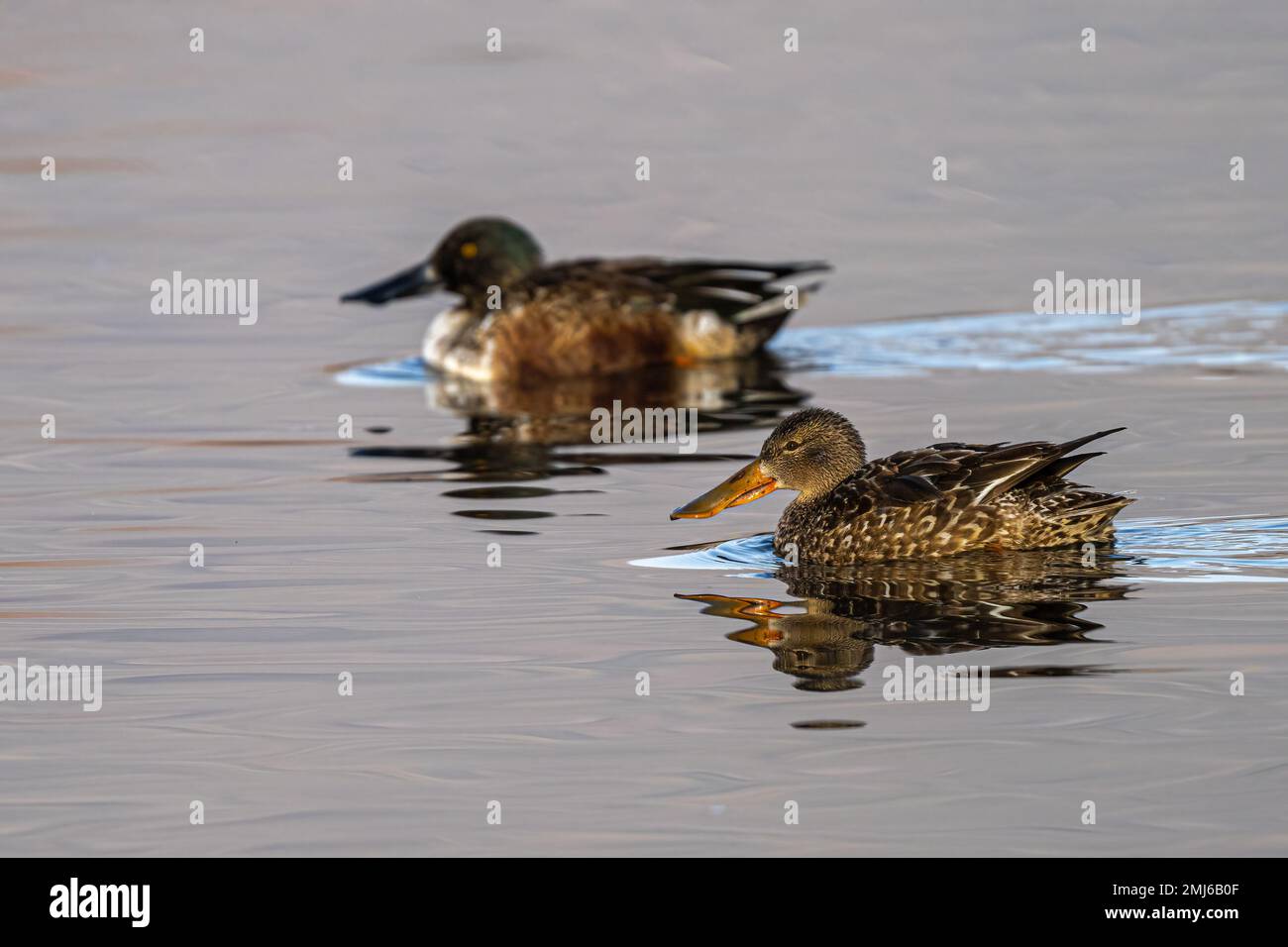 Pair of Norther Shoveler (Spatula clypeata) Ducks Stock Photo - Alamy