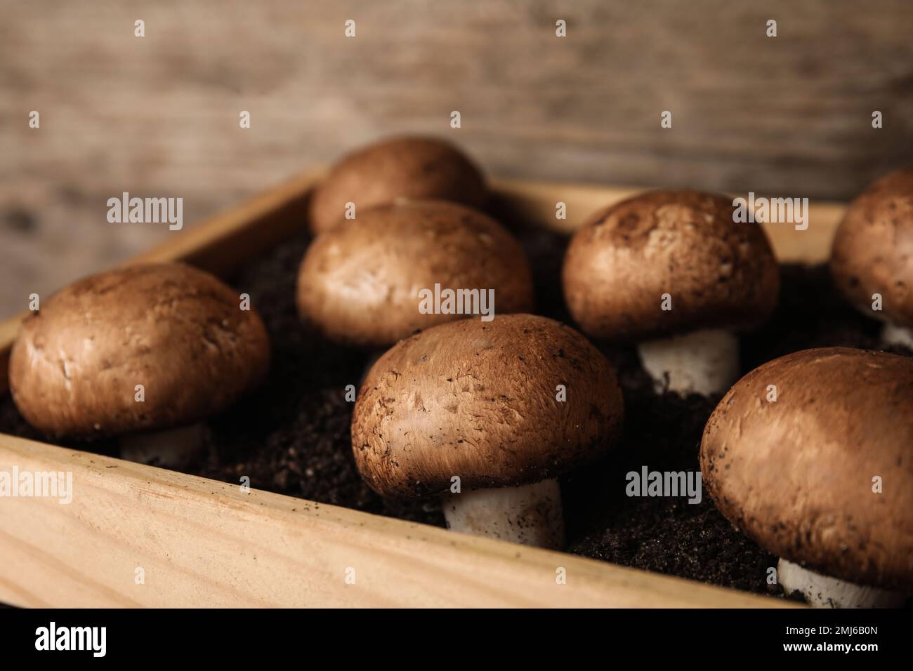 Brown champignons growing on soil in wooden crate, closeup. Mushrooms ...