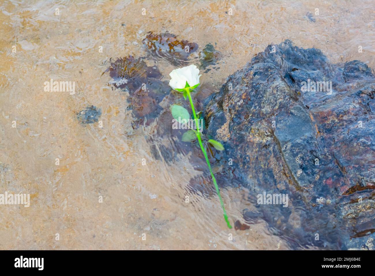 Flowers float in the waters of Rio Vermelho beach. Homage to Iemanja ...