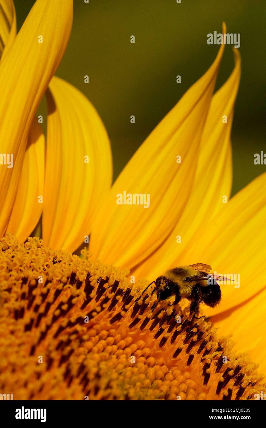 A bee collects pollen in a sunflower field at Grinter Farms, Friday ...