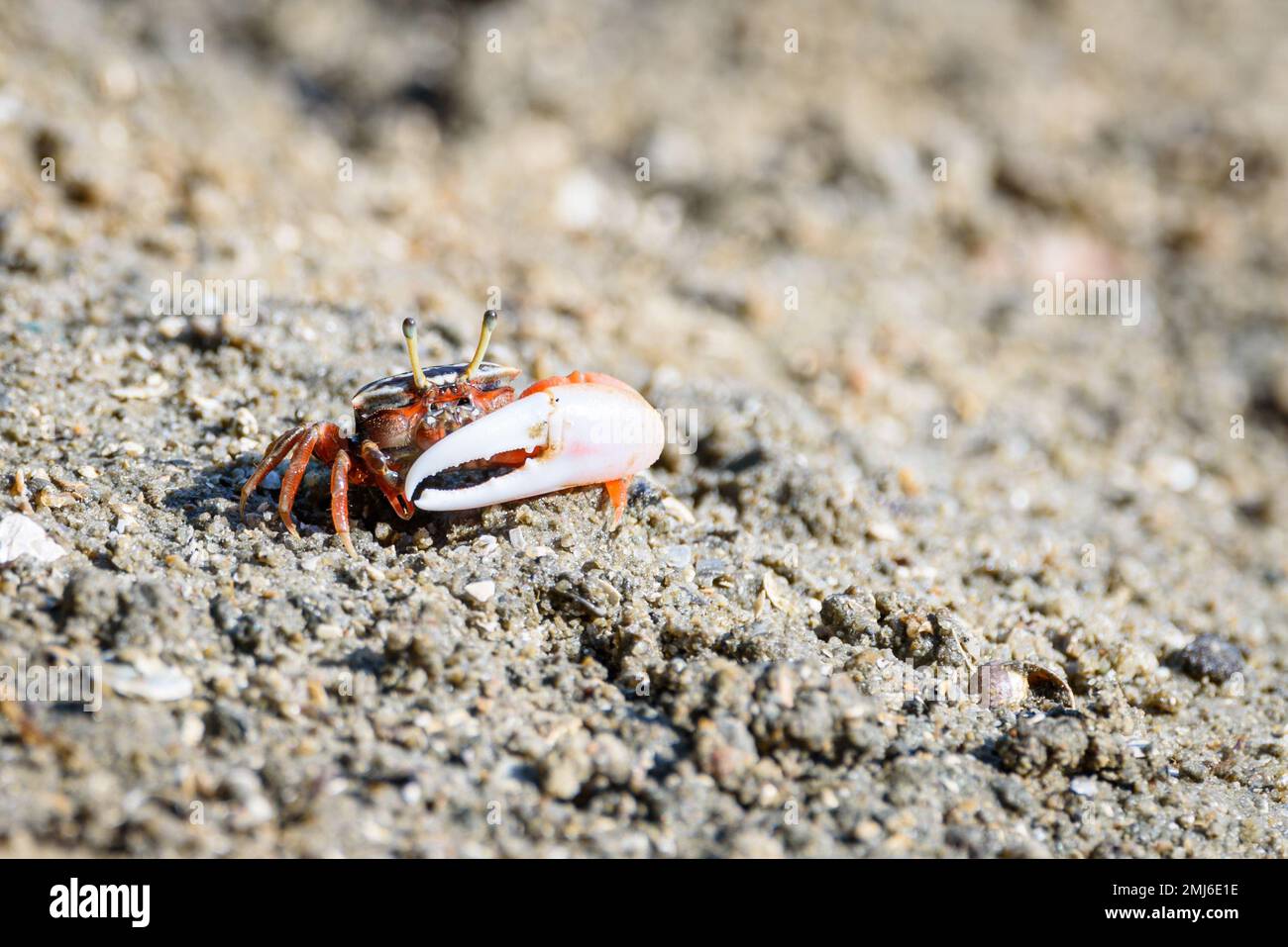 Fiddler crabs, Ghost crabs orange red small male sea crab colorful. One ...
