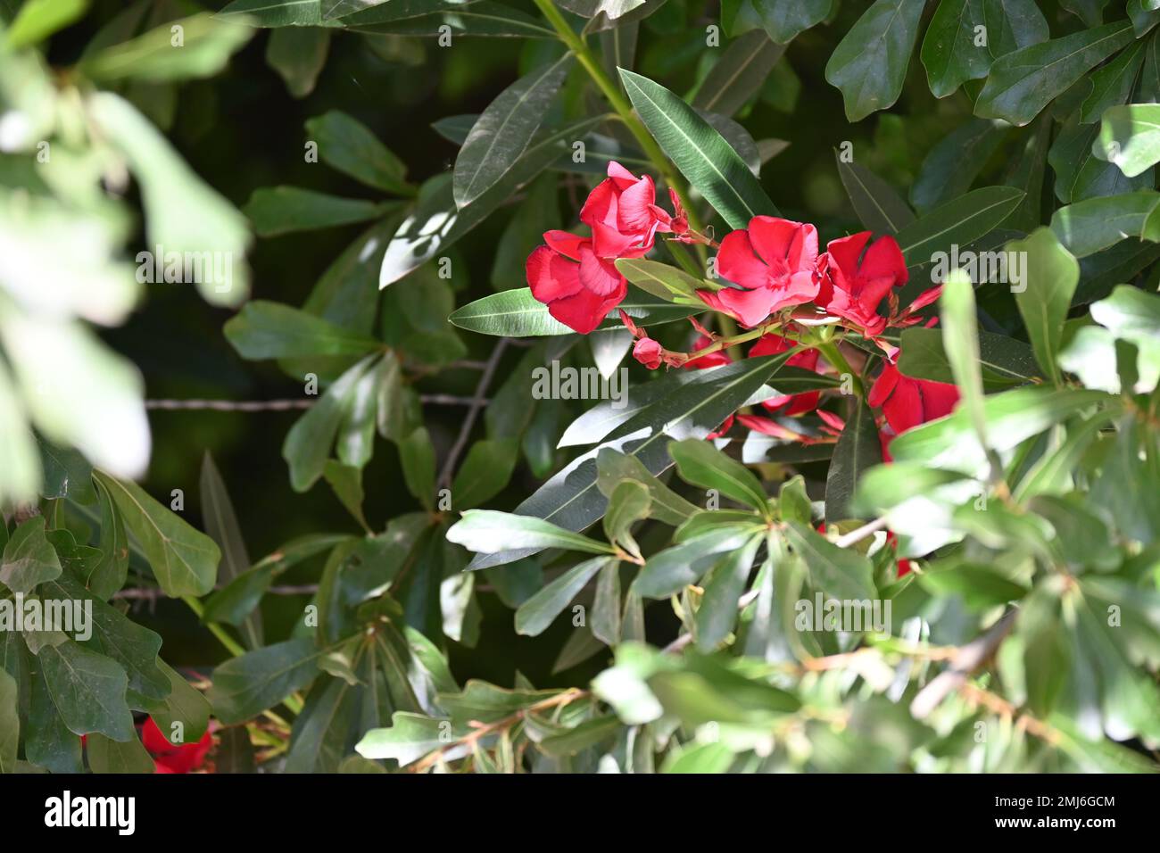 Red flowers with leaves hi-res stock photography and images - Alamy