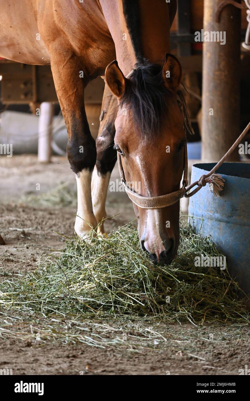 Horse eating hay in Chile Stock Photo - Alamy