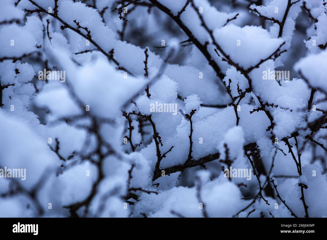 The thin black branches are covered with a white layer of fresh snow ...