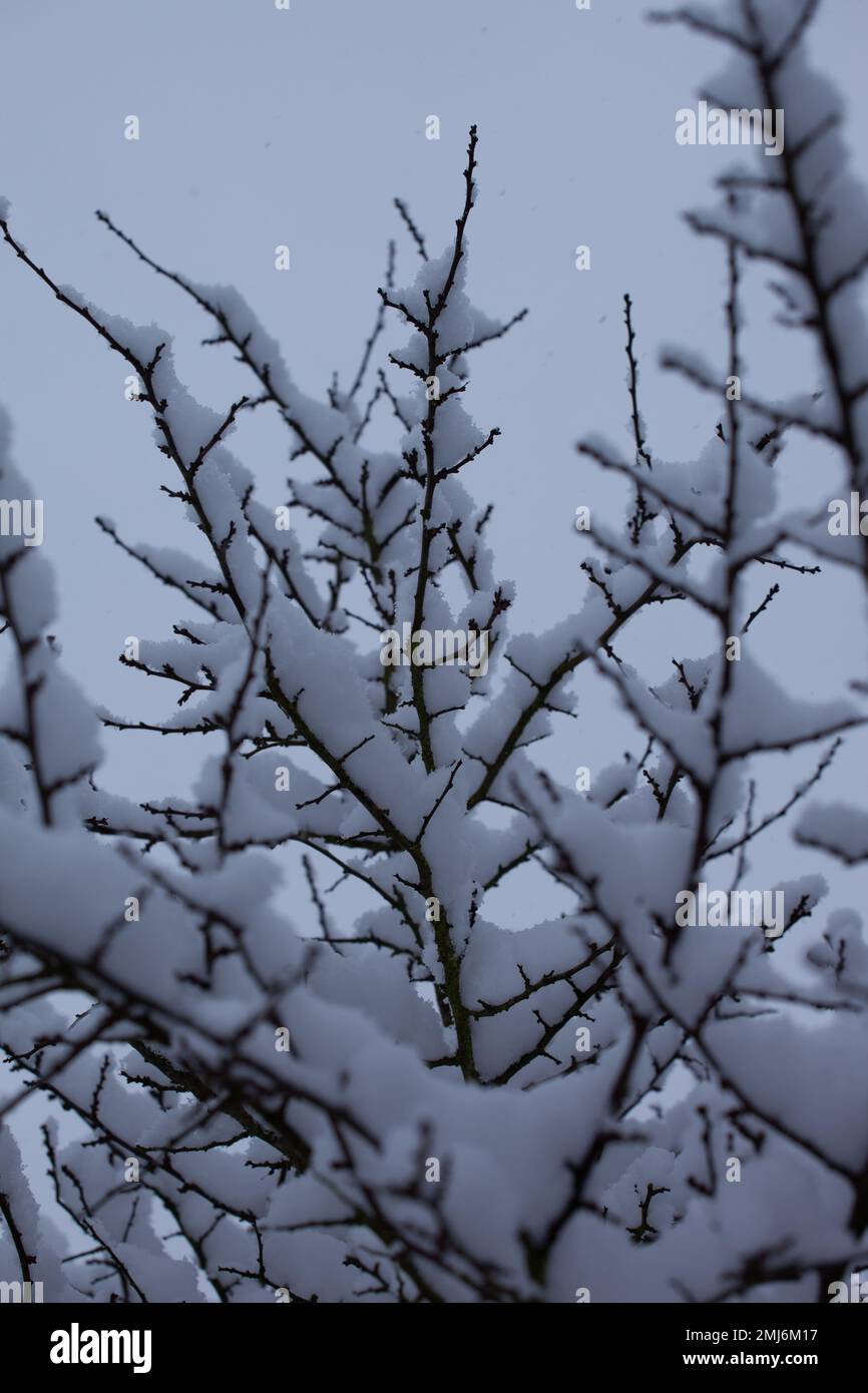 The thin black branches are covered with a white layer of fresh snow ...