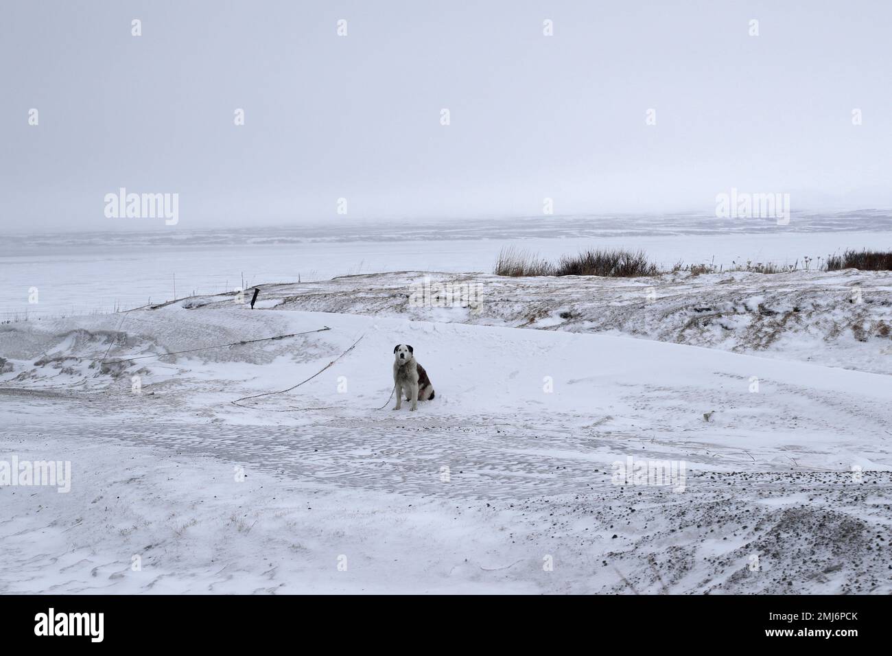 In this Feb. 16, 2019, photo, a dog guards a home in the Native Village ...