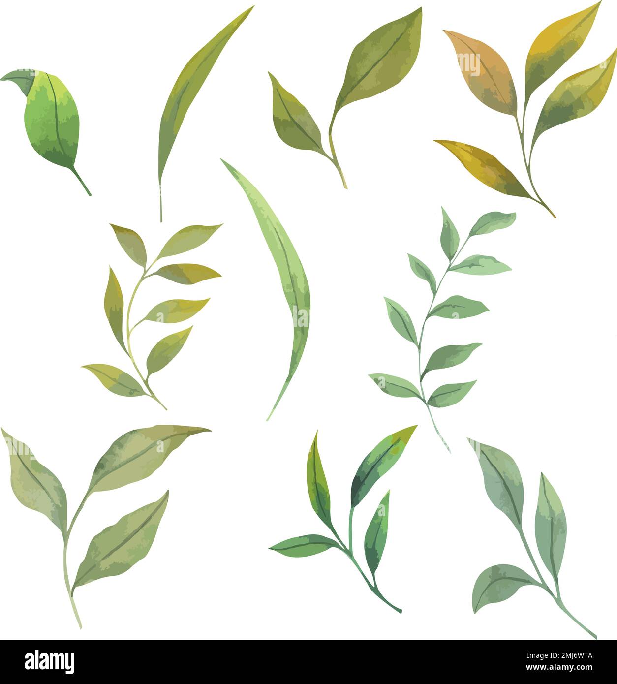 Set of vector leaves, hand drawn botanical illustration of green leaves ...