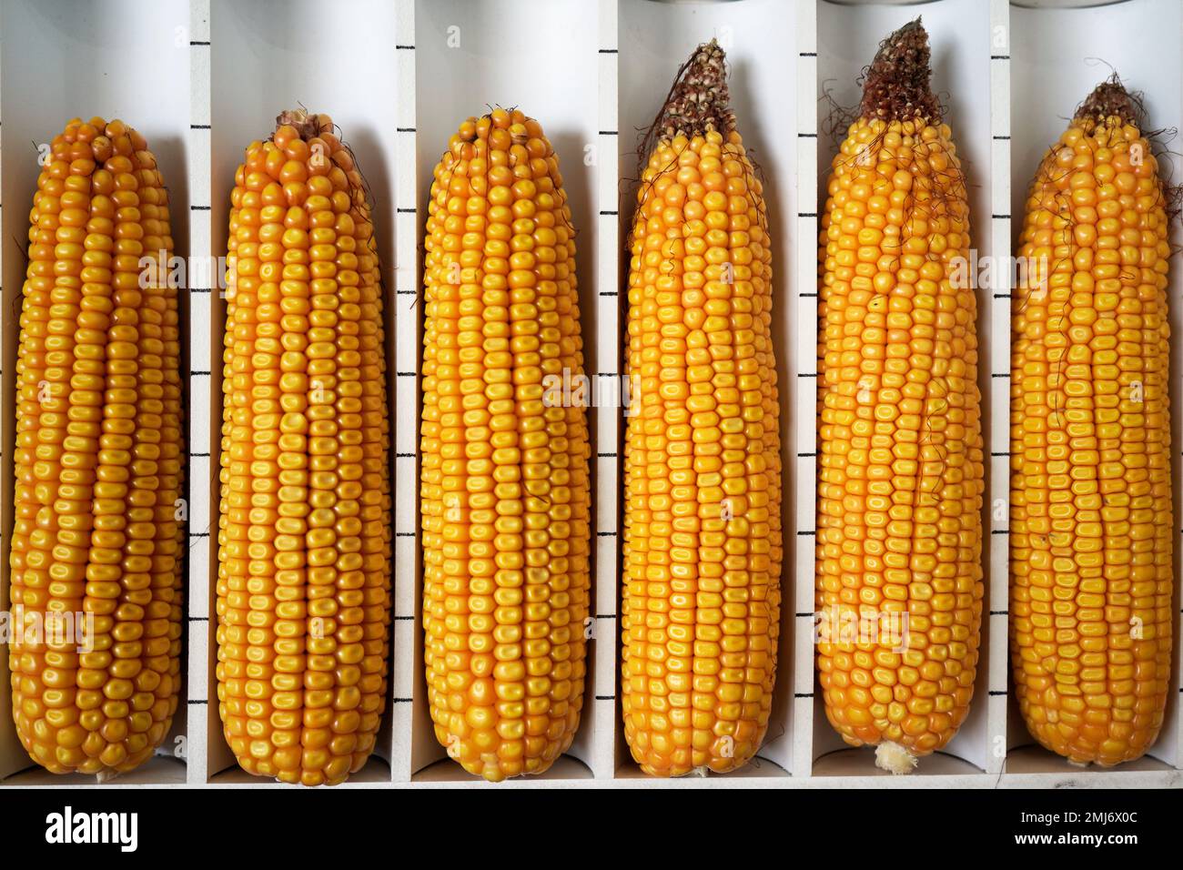 Ears of corn of different sizes are on display at the Husker Harvest ...