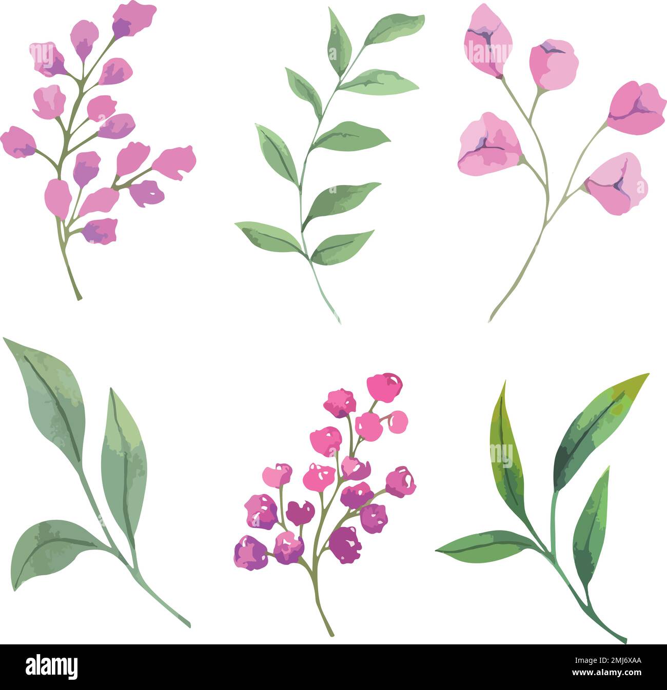 Set of vector watercolor flowers, botanical illustration in magenta ...