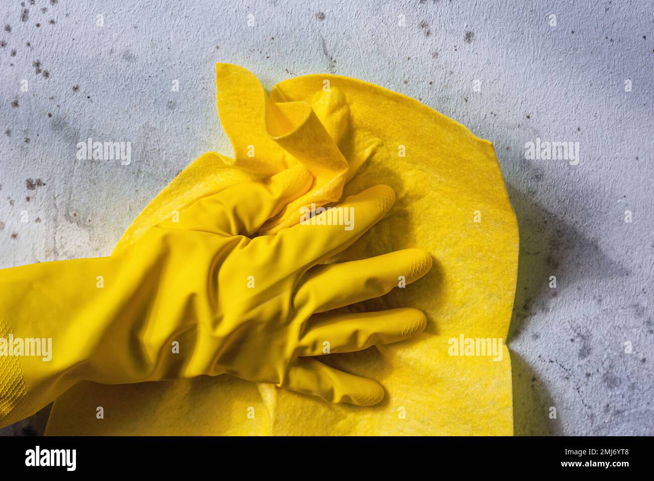 Cleaning the wall from spots of toxic mold and fungus bacteria. Concept ...