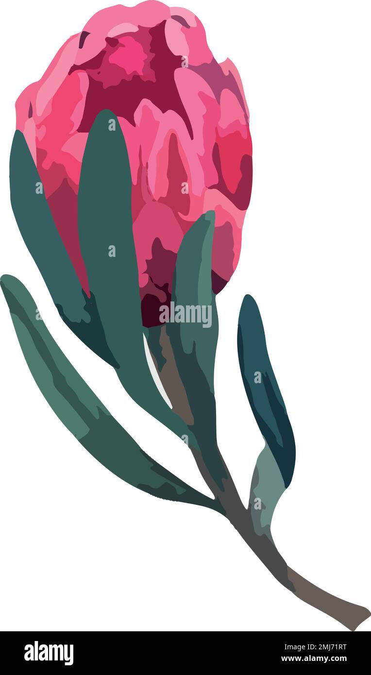 Set realistic vector illustration of protea flowers. Tropical king ...