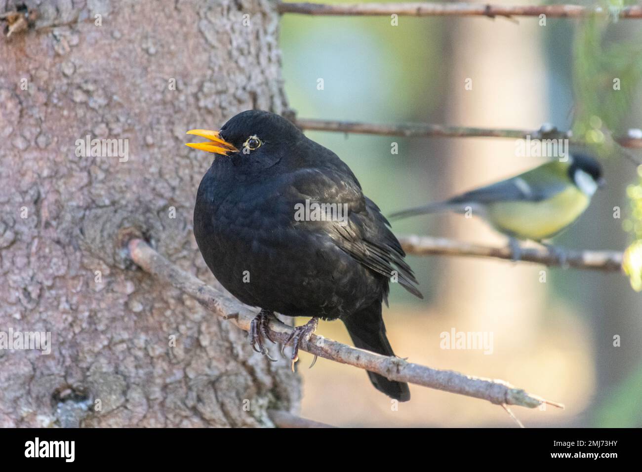 Blackbirds in a tree hi-res stock photography and images - Alamy