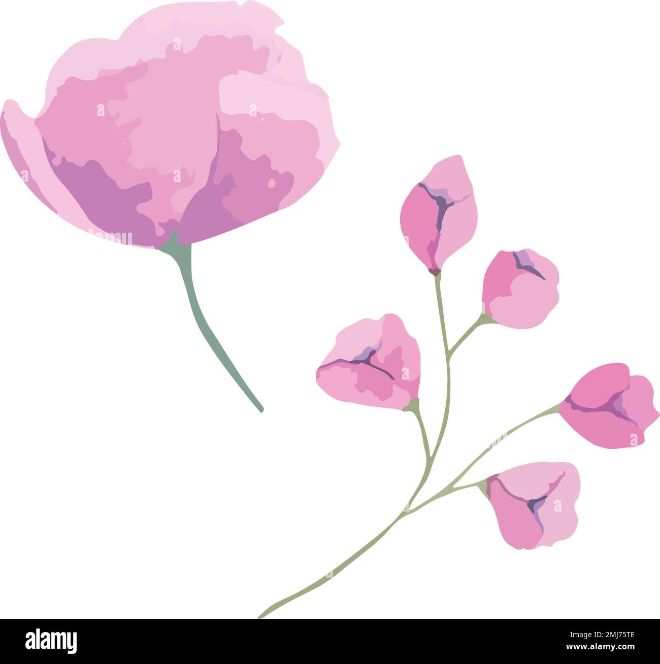 Set of vector watercolor flowers, botanical illustration of magenta ...