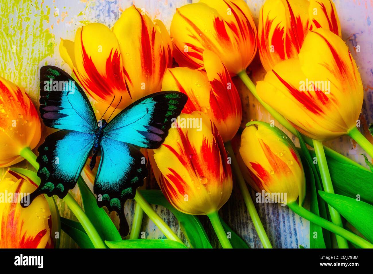 Blue Butterfly On Tulips Stock Photo - Alamy