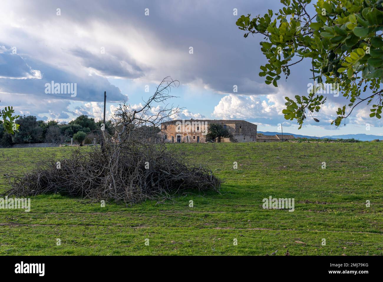 A pile of branches on a rural farm after winter tree pruning. Island of ...