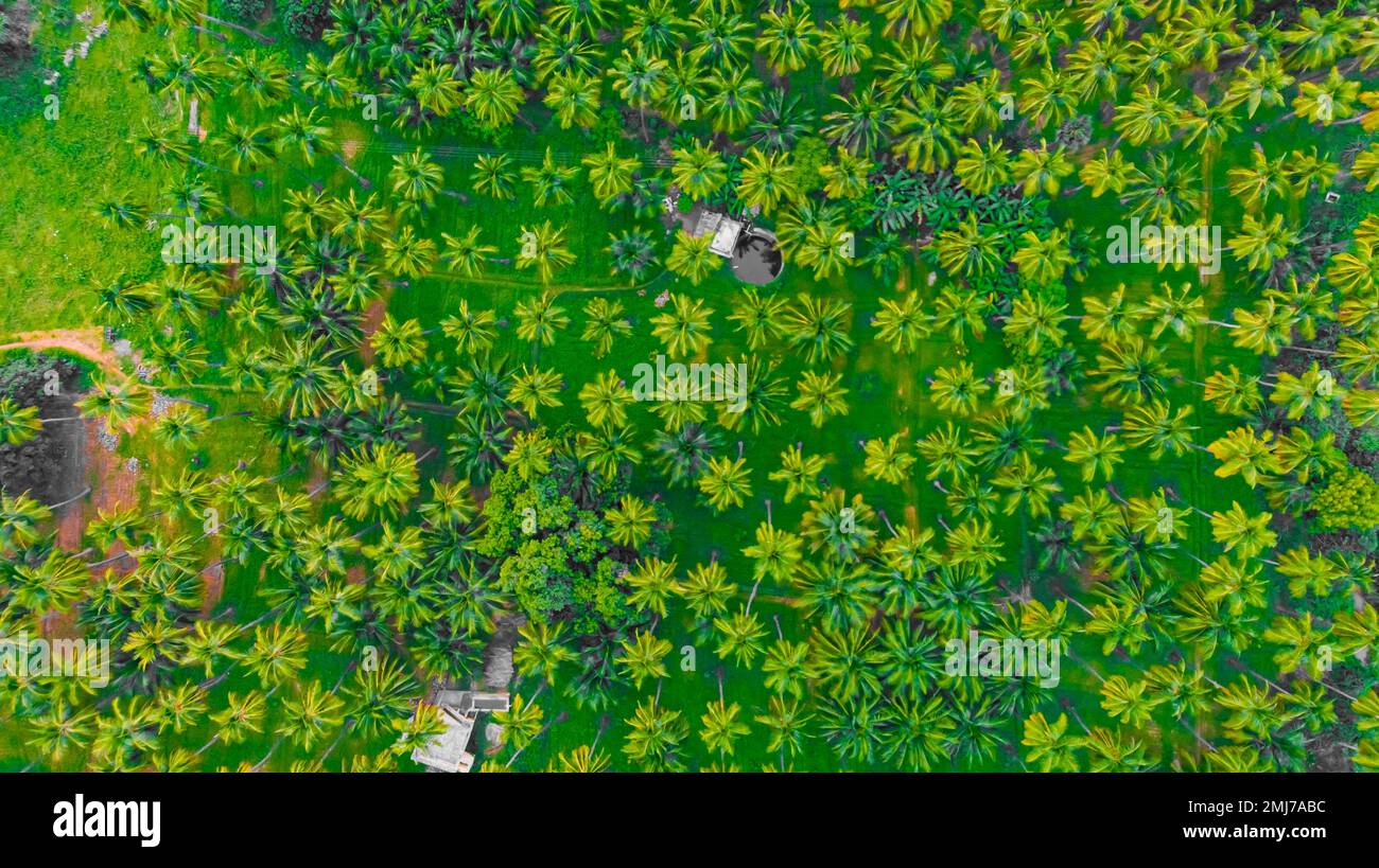 Coconut trees aerial landscaped view hi-res stock photography and ...