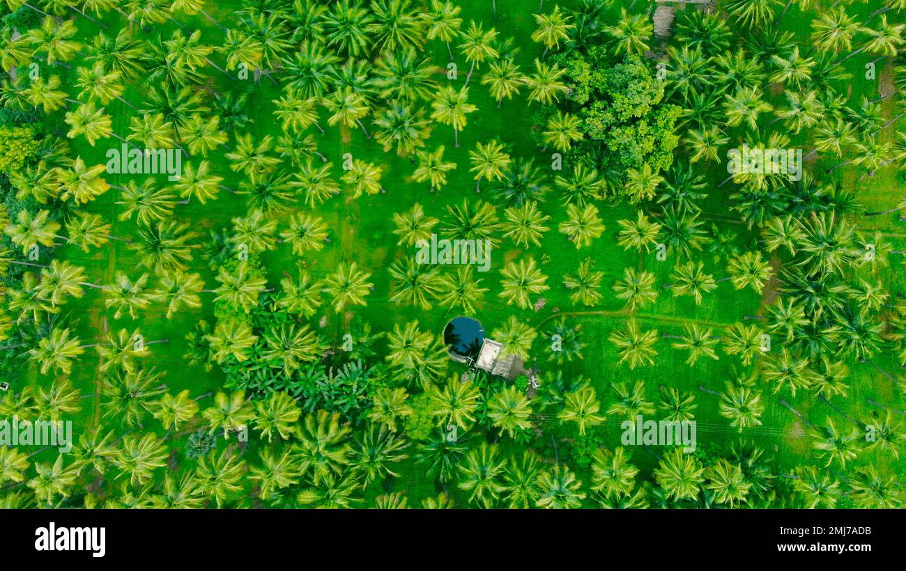 Coconut Trees seen plotted in the land from an Aerial View Stock Photo ...