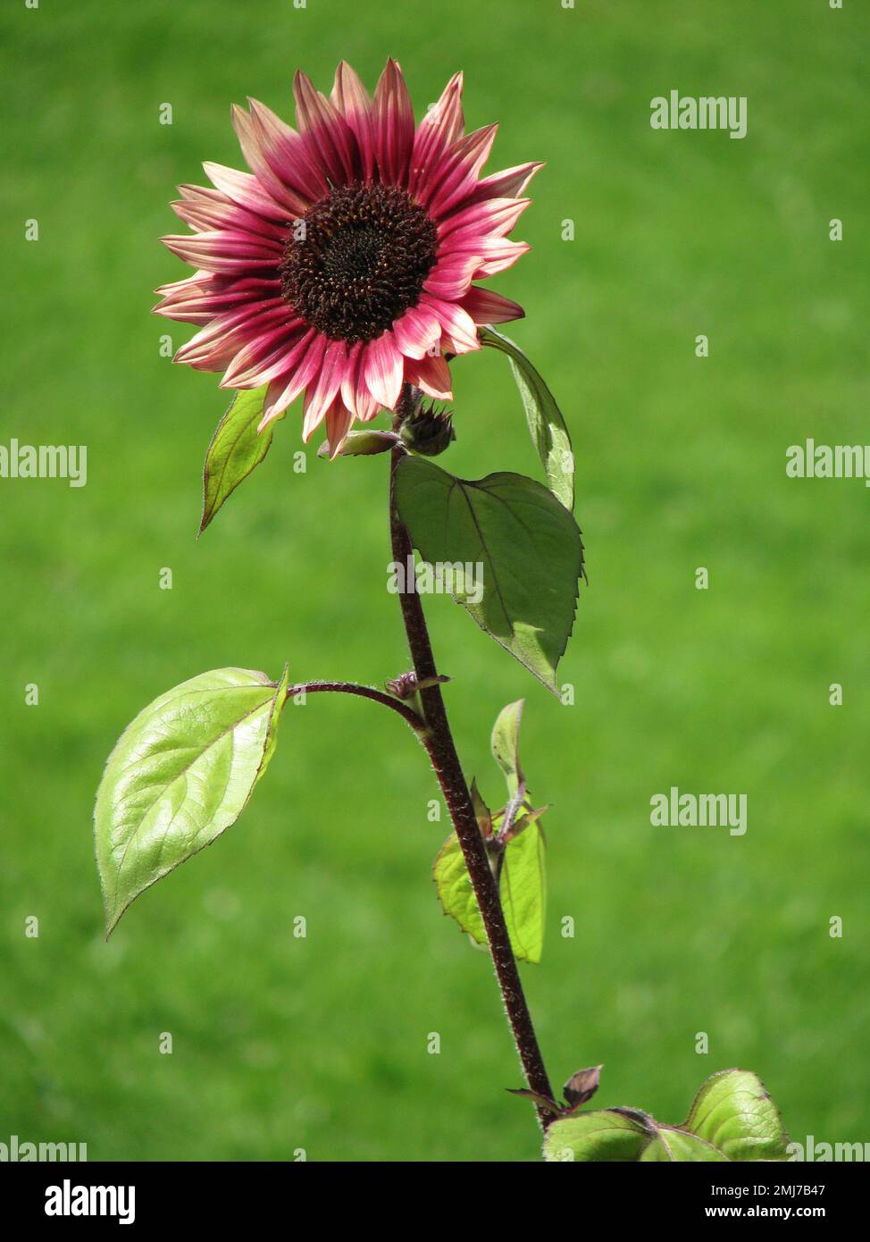 sunflower with red leaves stands in front of green meadow Stock Photo ...