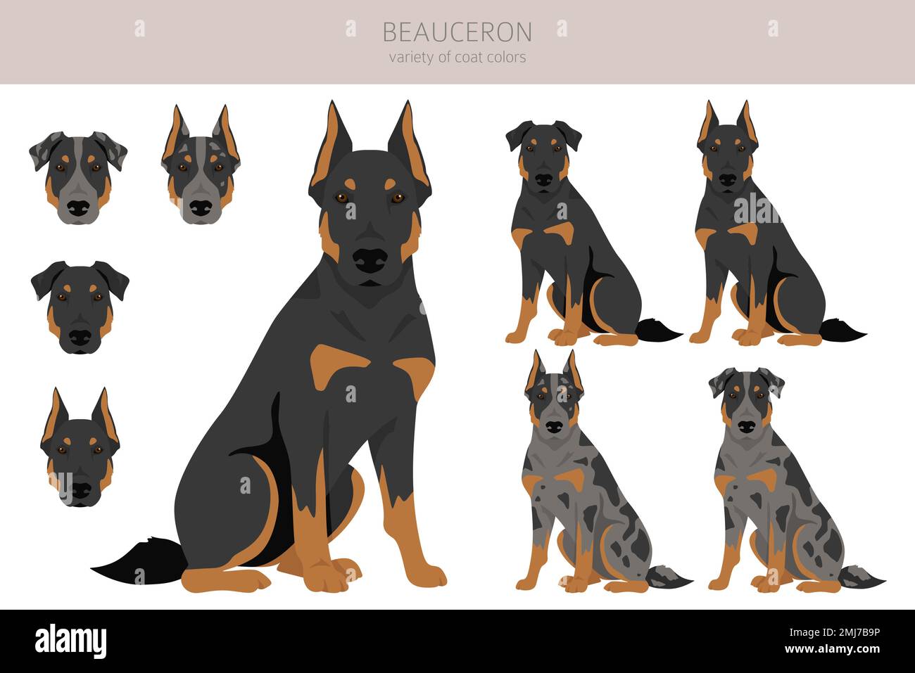 Beauceron dog, French shepherd clipart. All coat colors set. Different ...