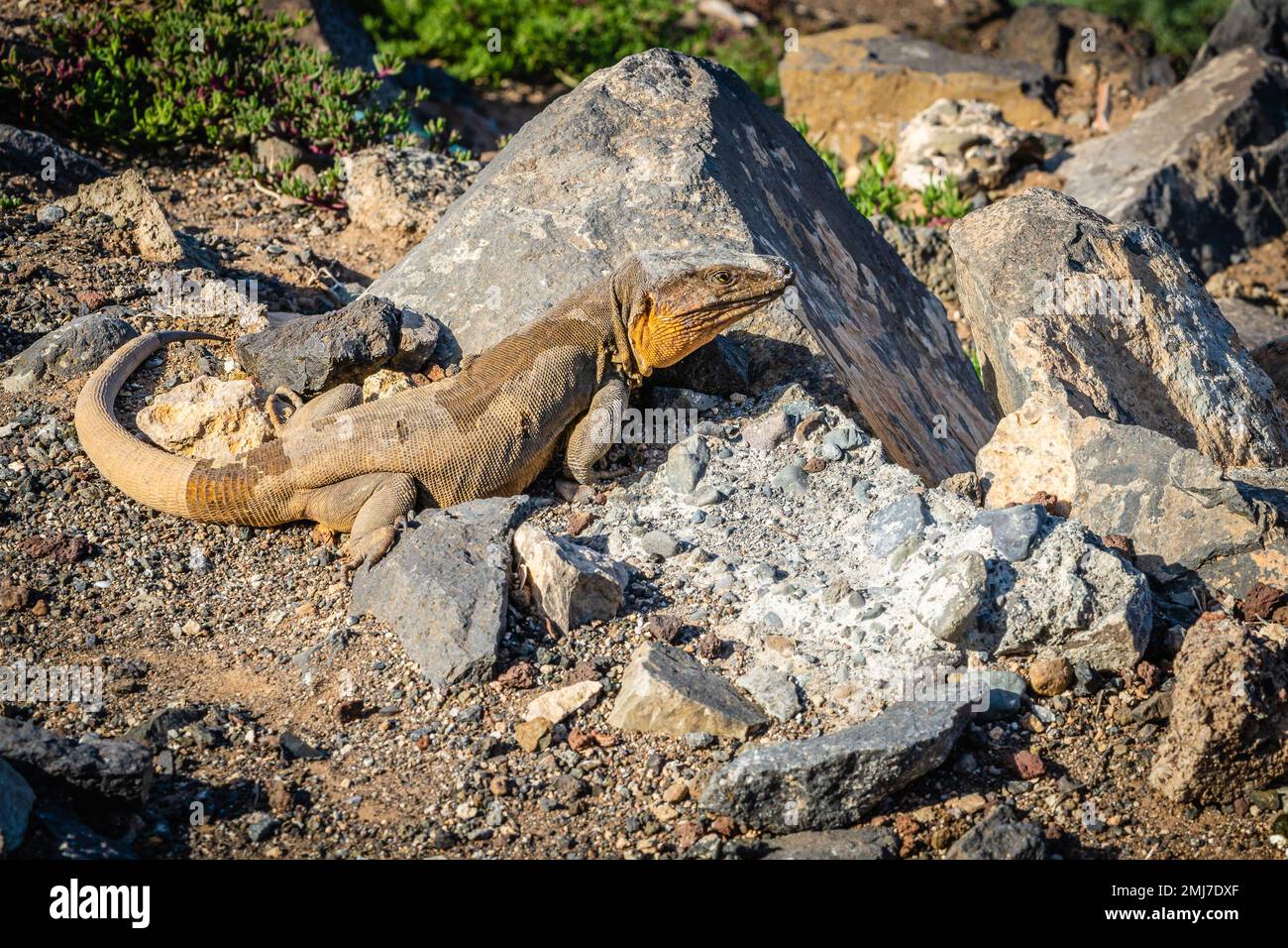Gallotia stehlini. Giant lizard from Gran Canaria, Canary Islands ...