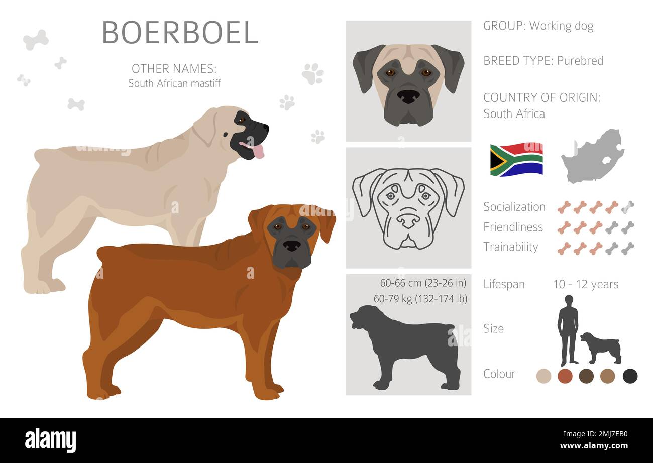 Boerboel clipart. Different coat colors and poses set. Vector ...