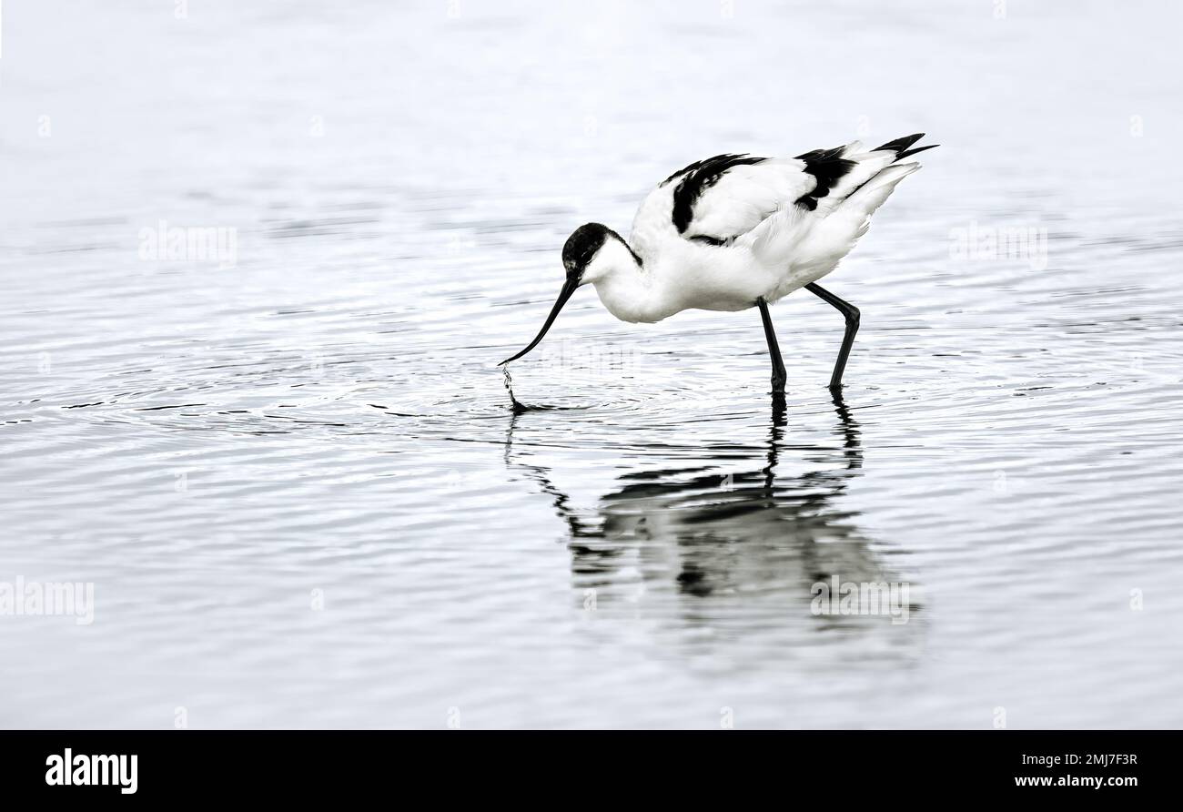 A white pied avocet ( Recurvirostra Avosetta ) wading in a lake looking ...