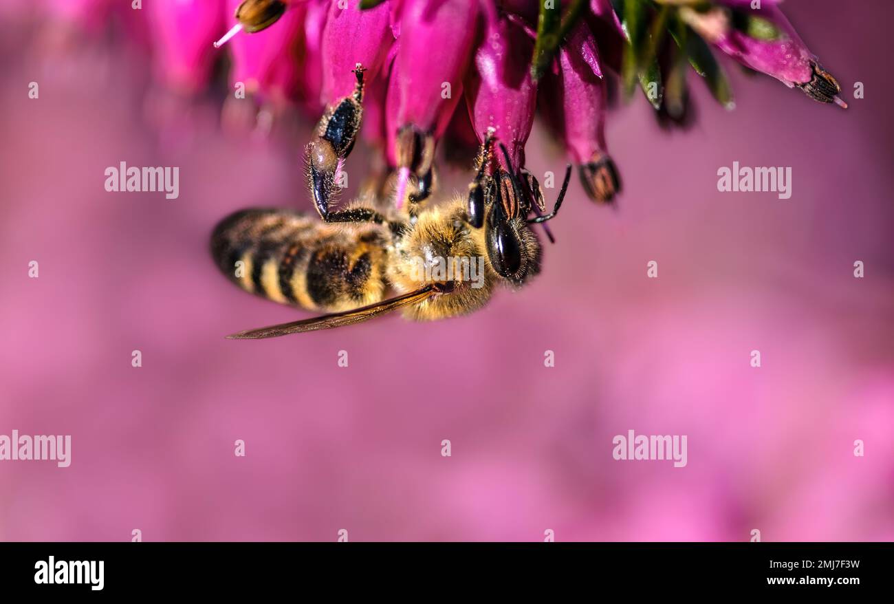 Macro of a bee, from the side, in Erica, pink magenta background, copy ...