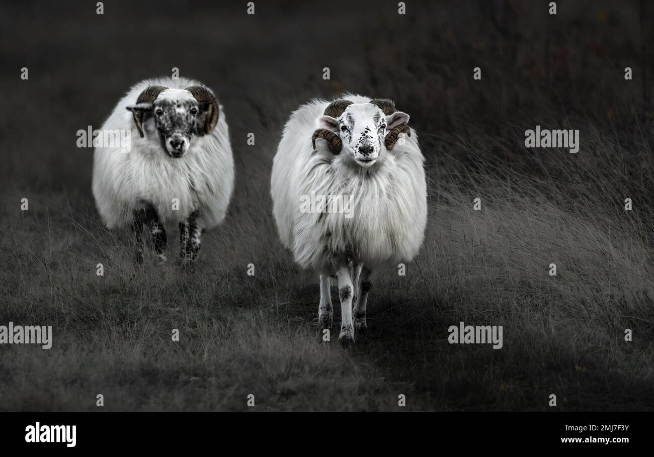 Two white horned heath, German moorland sheep, in high,pale dry grass ...