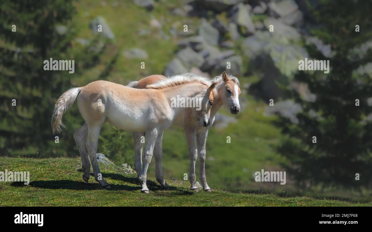 Two beige and white foals standing together and cuddling,with a green ...