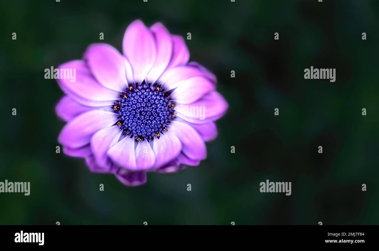 a macro picture of a purple cape marguerite with a blurry dark green ...