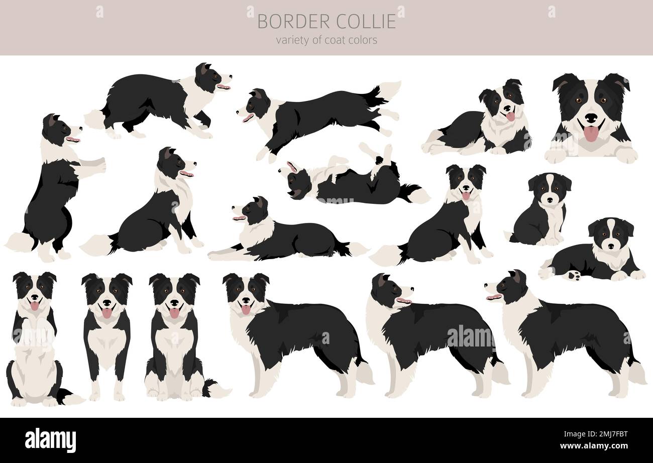 Border collie dog clipart. All coat colors set. All dog breeds ...
