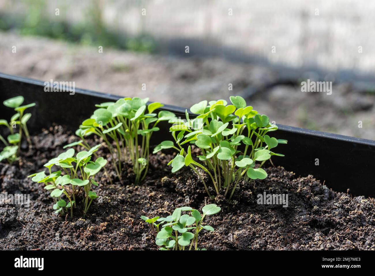 Rucola greenhouse hi-res stock photography and images - Alamy
