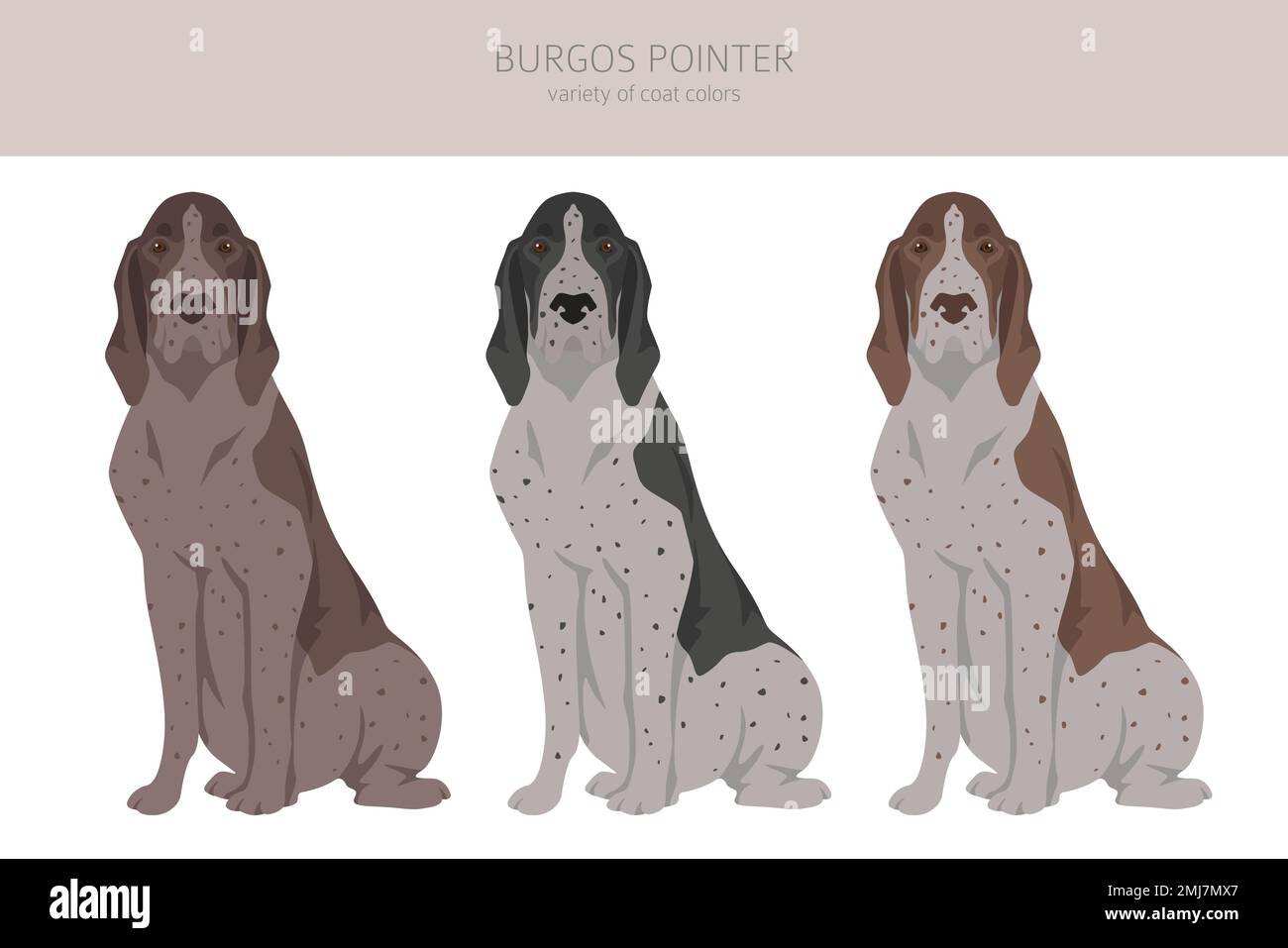 Burgos Pointer clipart. Different coat colors and poses set. Vector ...