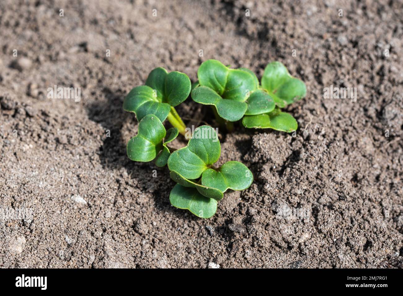 Fresh radish seedlings growing in the garden Stock Photo - Alamy