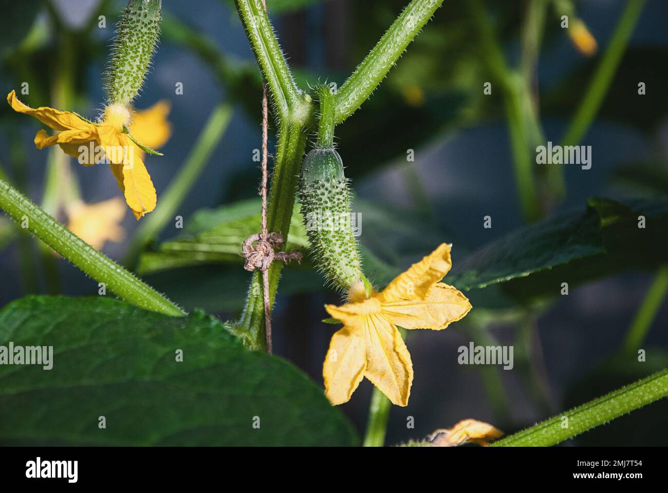 Kukes hi-res stock photography and images - Alamy