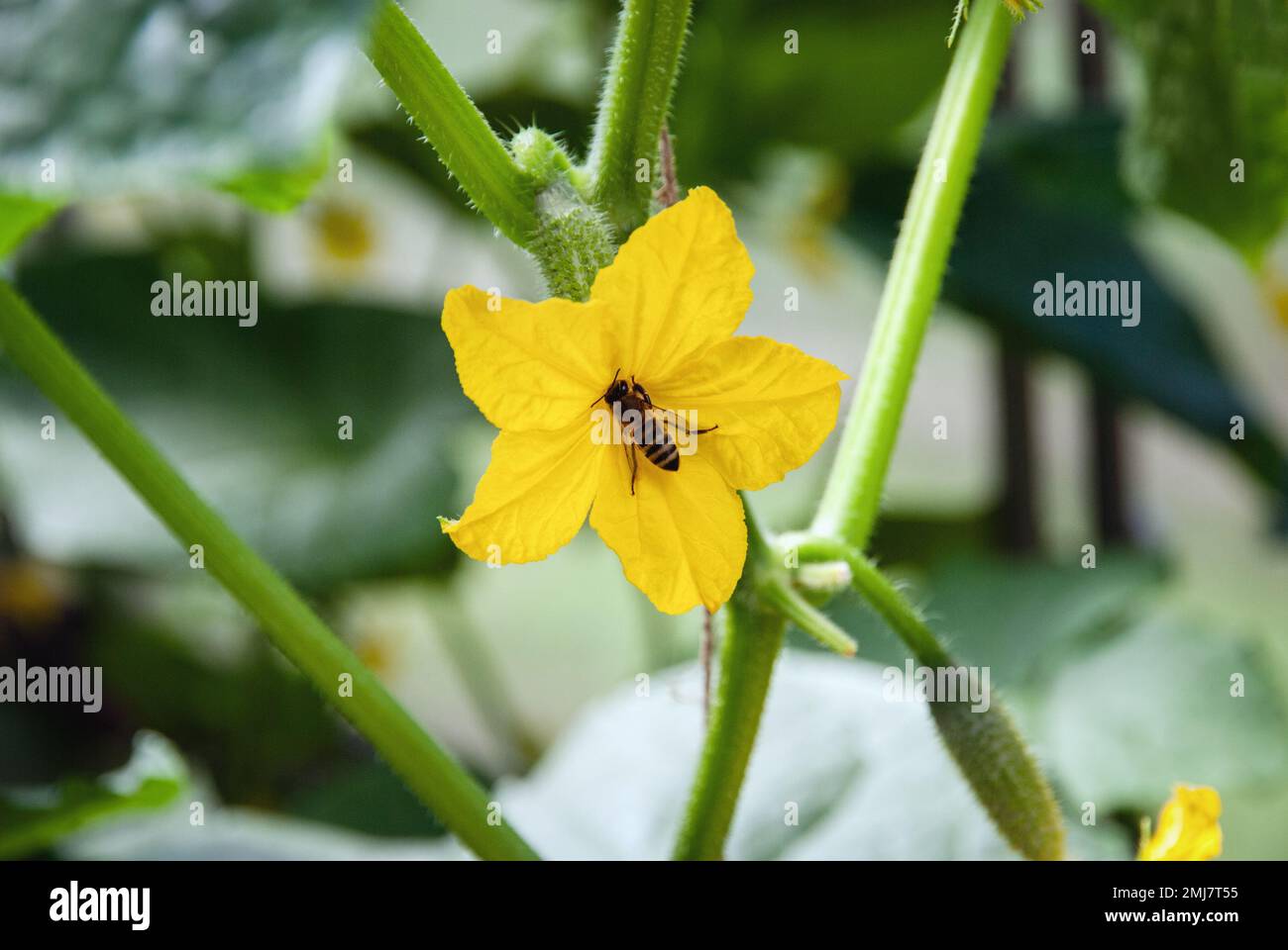 Kukes hi-res stock photography and images - Alamy