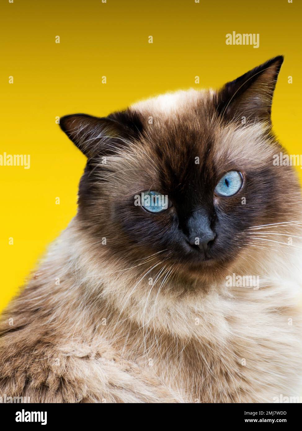 Blue Point Himalayan Tinker Toy