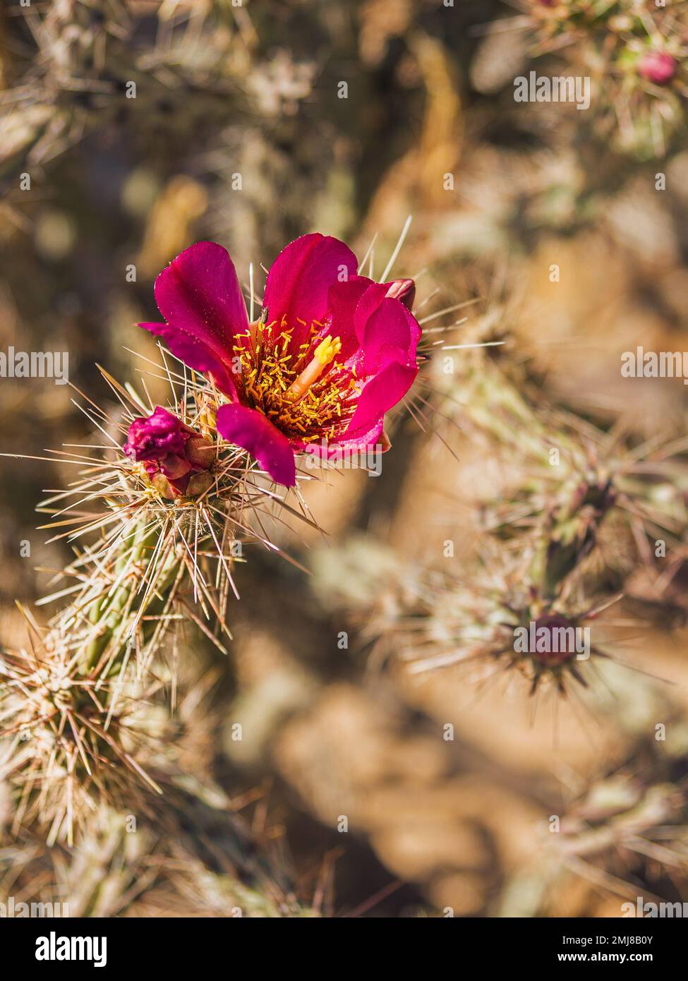 Cane cholla cactus hi-res stock photography and images - Alamy