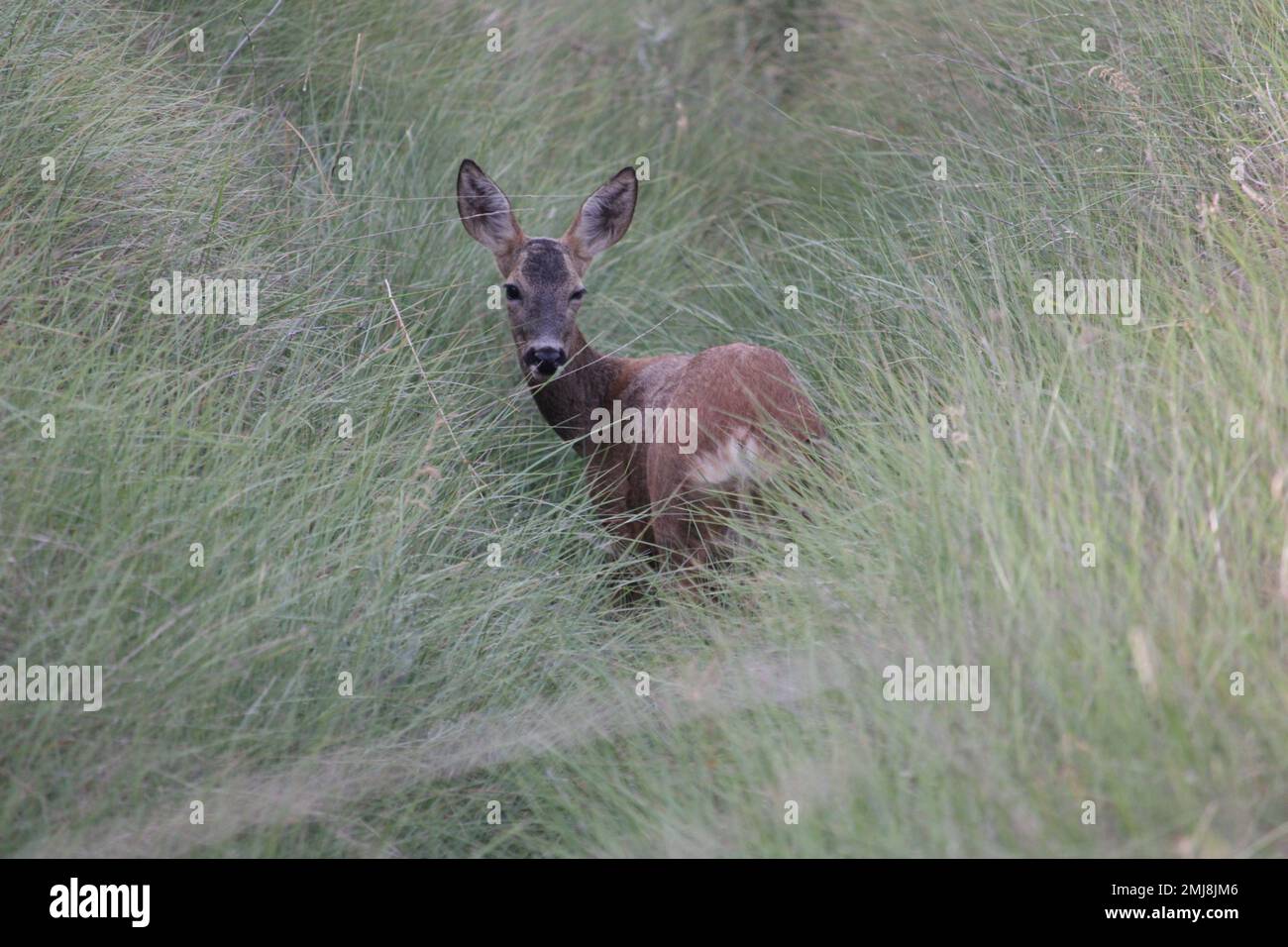 Habita en bosques hi-res stock photography and images - Alamy
