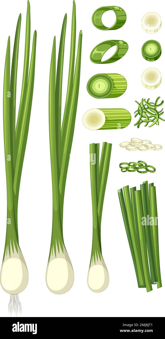 Spring onion in different forms illustration Stock Vector Image & Art ...